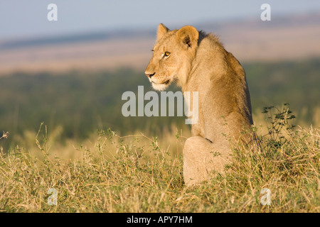 Lion Looking Back Stock Photo - Alamy