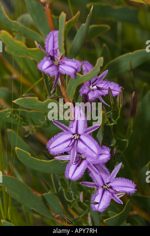 Twining Fringed Lily Thysanotus patersonii flowers Gooseberry Hill ...
