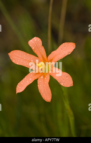 (Moraea miniata) two-leaf Cape tulip flower during spring, Cape Town ...