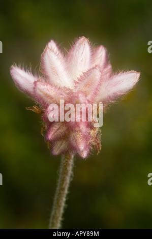 White Cottonhead Conostylis setosa flower head with white purple ...