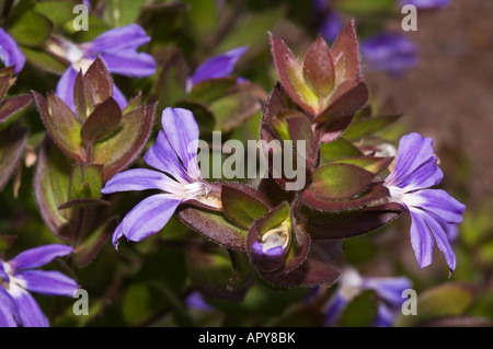 Fan Flower (Scaevola aemula) Purple Fanfare blooms Kings Park Perth ...