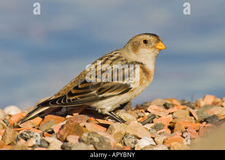 Snow Bunting (Plectrophenax nivalis) in snow, Scotland, February Stock ...