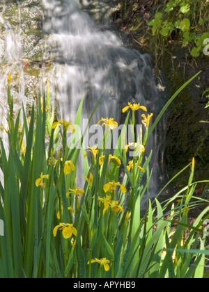 WATERFALL WITH LUSH PLANTING Stock Photo - Alamy