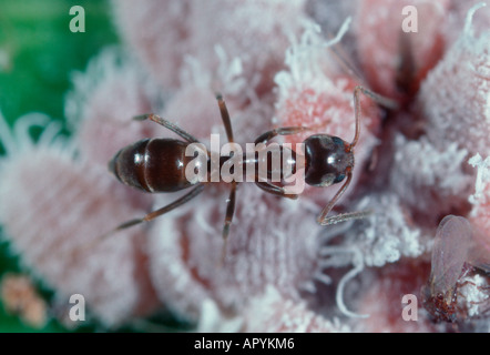 Argentinian Ant (Iridomyrmex humilis) On Scale Insect (Pseudococcus ...