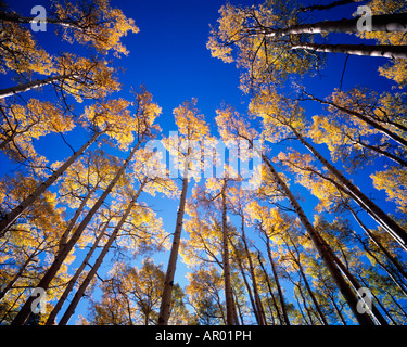 The Inner Basin in Coconino National Forest offers stunning views of ...