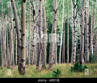 Cluster of aspen trees in the inner basin of the san francisco peaks ...