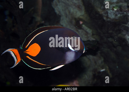Achilles Tang Fish - (Acanthurus achilles Stock Photo - Alamy