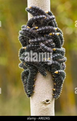 Australian Spitfire or Sawfly Larvae Stock Photo - Alamy