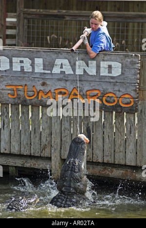 alligator eating a chicken Stock Photo - Alamy