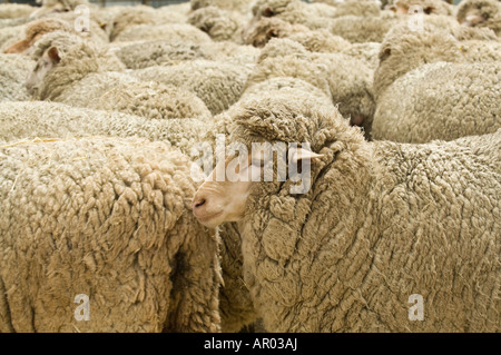 Domestic Sheep Merino at Perth Royal Show Western Australia September ...