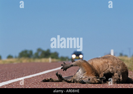 Dead kangaroo on outback road, four wheel drive vehicle in the ...