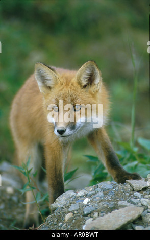 Red fox Denali Natl Park Interior Alaska Summer Stock Photo - Alamy