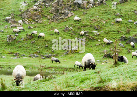 A flock of black headed "Manech" ewes grazing at altitude, near to ...