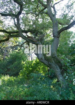 tree trees summer summerly oak path way scenery countryside nature blue ...