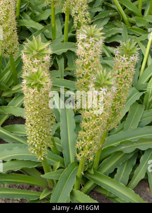 Summer flowering of a pineapple lily plant (Eucomis nani) growing among ...