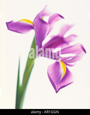 Macro flower portrait against vivid red background Stock Photo - Alamy