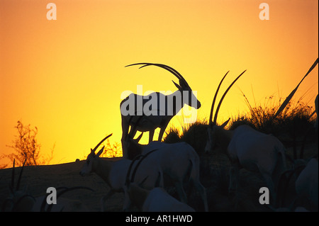 Oryx Antilope, Al Maha Desert Resort Dubai, V.A.E Stock Photo - Alamy