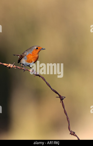 Robin on wire, Erithacus rubecula, Great Cumbrae, Scotland, UK Stock ...