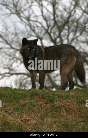 grey wolf canis lupus Beenham Reading Wolf Conservation Trust Stock ...