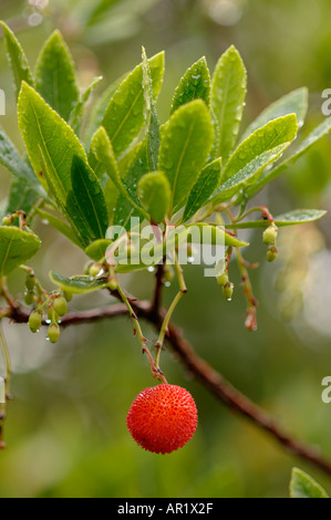 Strawberry Tree (Arbutus unedo Compacta), Ericaceae Stock Photo - Alamy