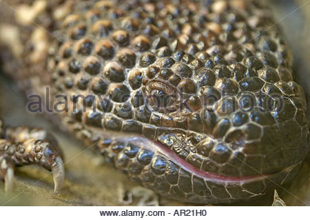 Venomous Mexican beaded lizard (Heloderma horridum exasperatum Stock ...