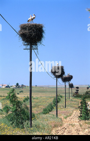 Stork nest, urban birds Power line pylon mast, bird silhouette urban ...