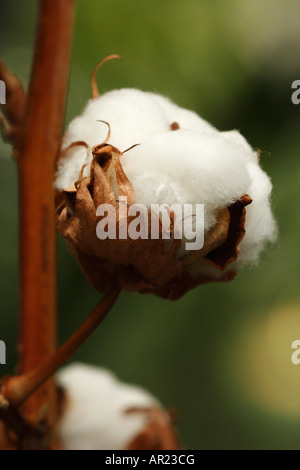 Cotton plants (Gossypium), cotton field, cotton plantation, Uzbekistan ...