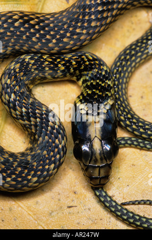 speckled racer (Drymobius margaritiferus margaritiferus), lying on ...