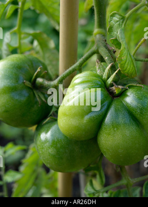 Lycopersicon esculentum - Tomato plant in vegetable garden in summer ...