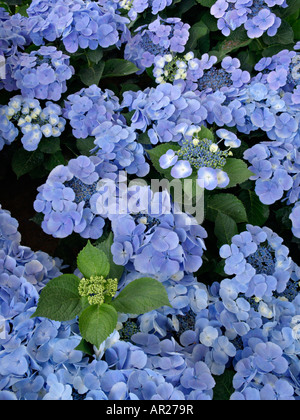 Hydrangea macrophylla BLAULING Stock Photo - Alamy