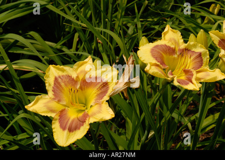 Red Eyed Jack Daylily Stock Photo - Alamy