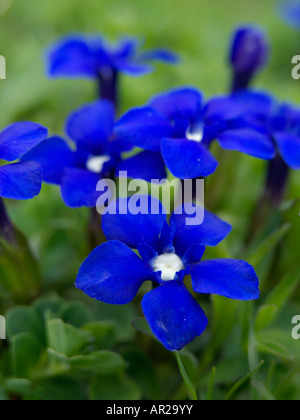 Spring gentian (Gentiana verna), Gentianaceae Stock Photo - Alamy