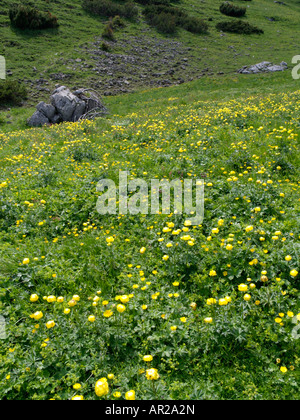 European Globeflower (Trollius europaeus Stock Photo - Alamy