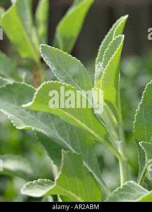 white sage (Salvia apiana Stock Photo - Alamy