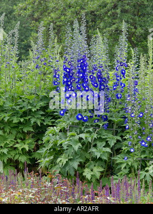 Larkspur (Delphinium x elatum) 'Blue Bird' Stock Photo - Alamy