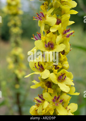 verbascum blattaria yellow moth mullein flower spike inflorescence ...