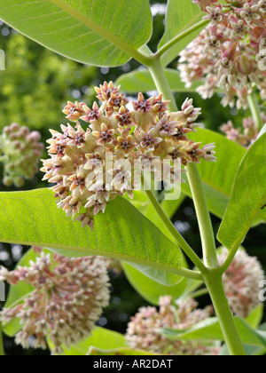 White Swamp Milkweed (Asclepias incarnata 'Ice Ballet' Stock Photo - Alamy