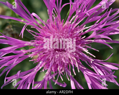 Centaurea nigra is a species of flowering plant in the family ...
