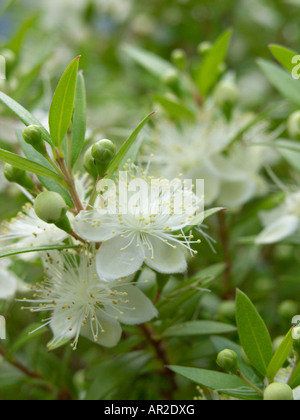 Myrtus communis, the common myrtle, is a species of flowering plant in ...