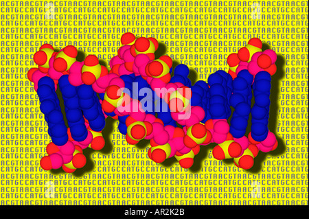 3D computer model of the base pairs of the DNA molecule adenine thymine ...
