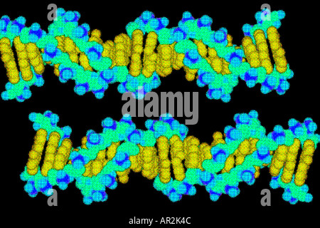 3D computer model of the base pairs of the DNA molecule adenine thymine ...
