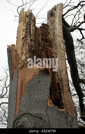 Storm damaged tree UK Stock Photo - Alamy