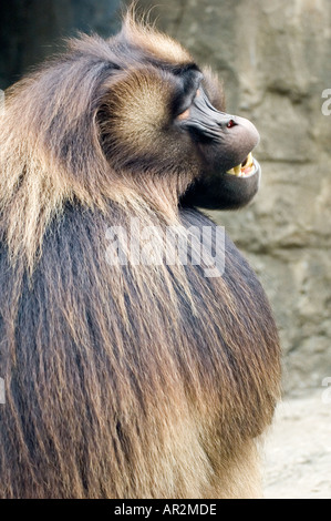 Male gelada baboon (Theropithecus gelada) showing threat display by ...