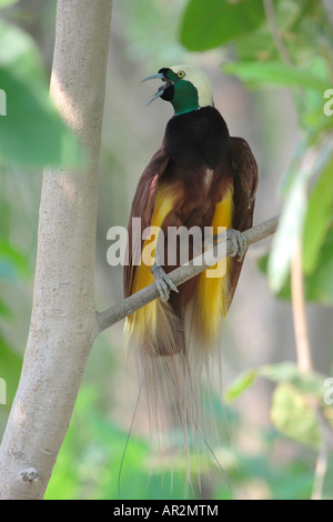 emporer of germany bird of paradise (Paradisaea guilielmi), calling ...