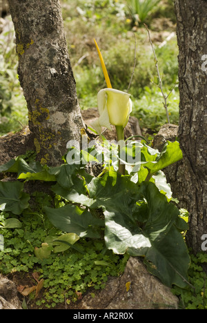 Wild poisonous flower arum creticum araceae family crete island high ...