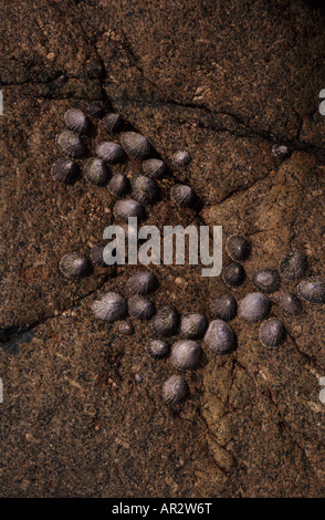 Common limpet (Patella vulgata) radula photographed in cross-polarised ...