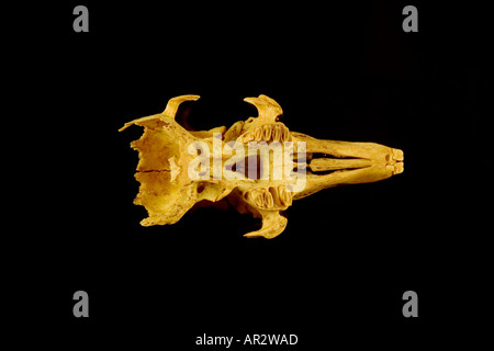 Rabbit Skull on Black Background Stock Photo - Alamy