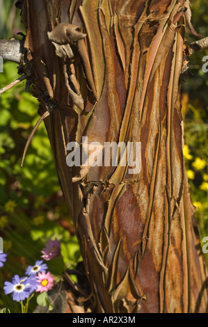 Eucalyptus caesia (Silver princess) tree between a Mimosa and a Judas ...