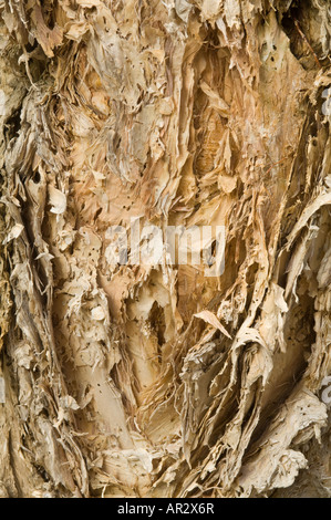 Paperbark close up Stock Photo - Alamy