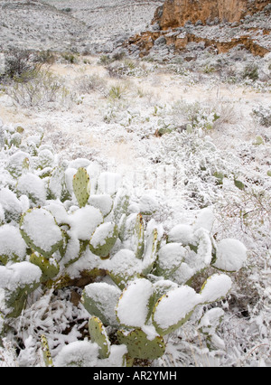 Snow On Prickly Pear Cactus In Sedona AZ Stock Photo - Alamy